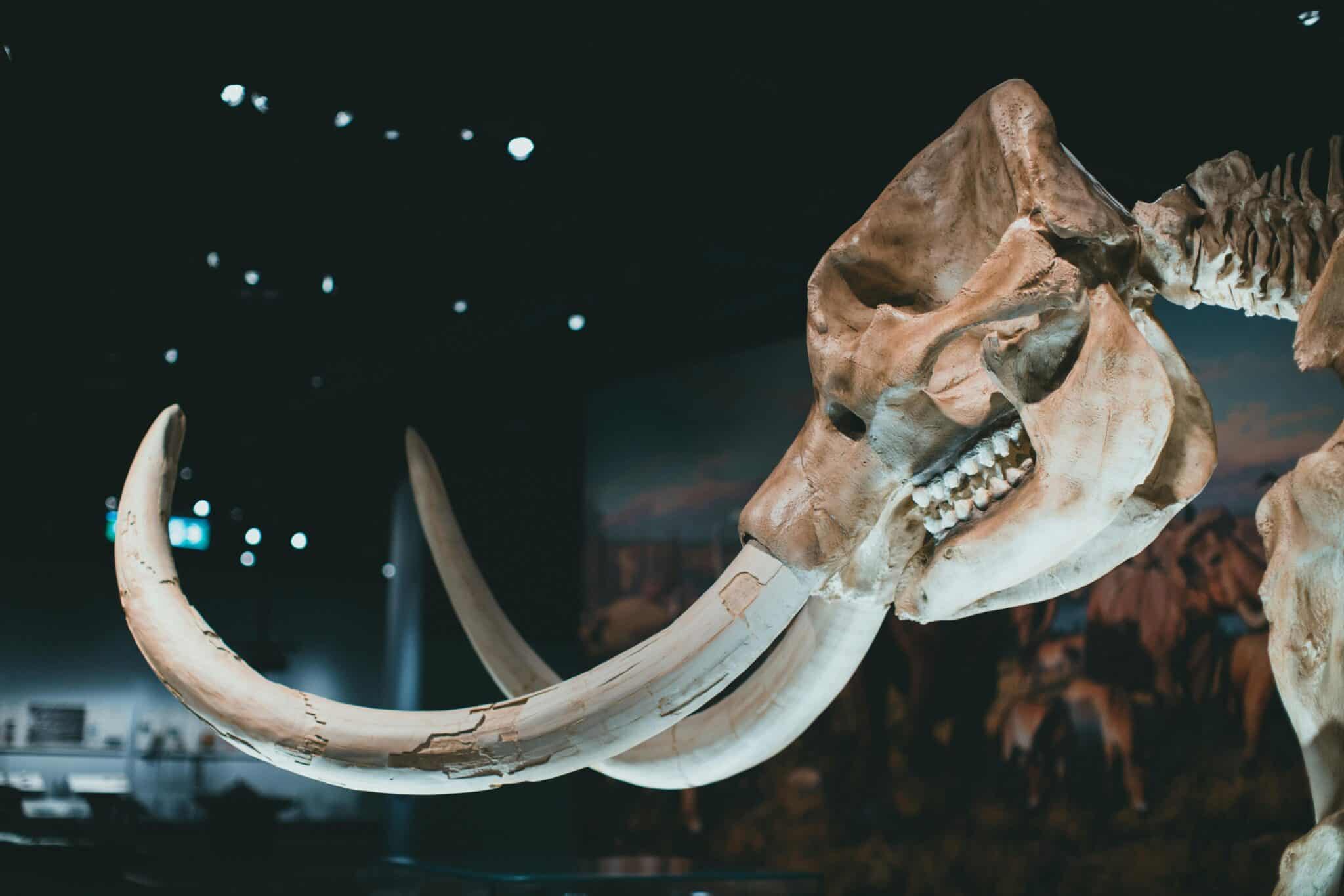 The Legendary Woolly Mammoth: A Giant of the Ice Age - Animals Around ...