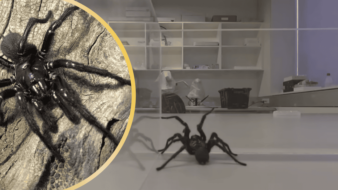 Scientists Discover “Big Boy” A New Species of the World’s Deadliest ...
