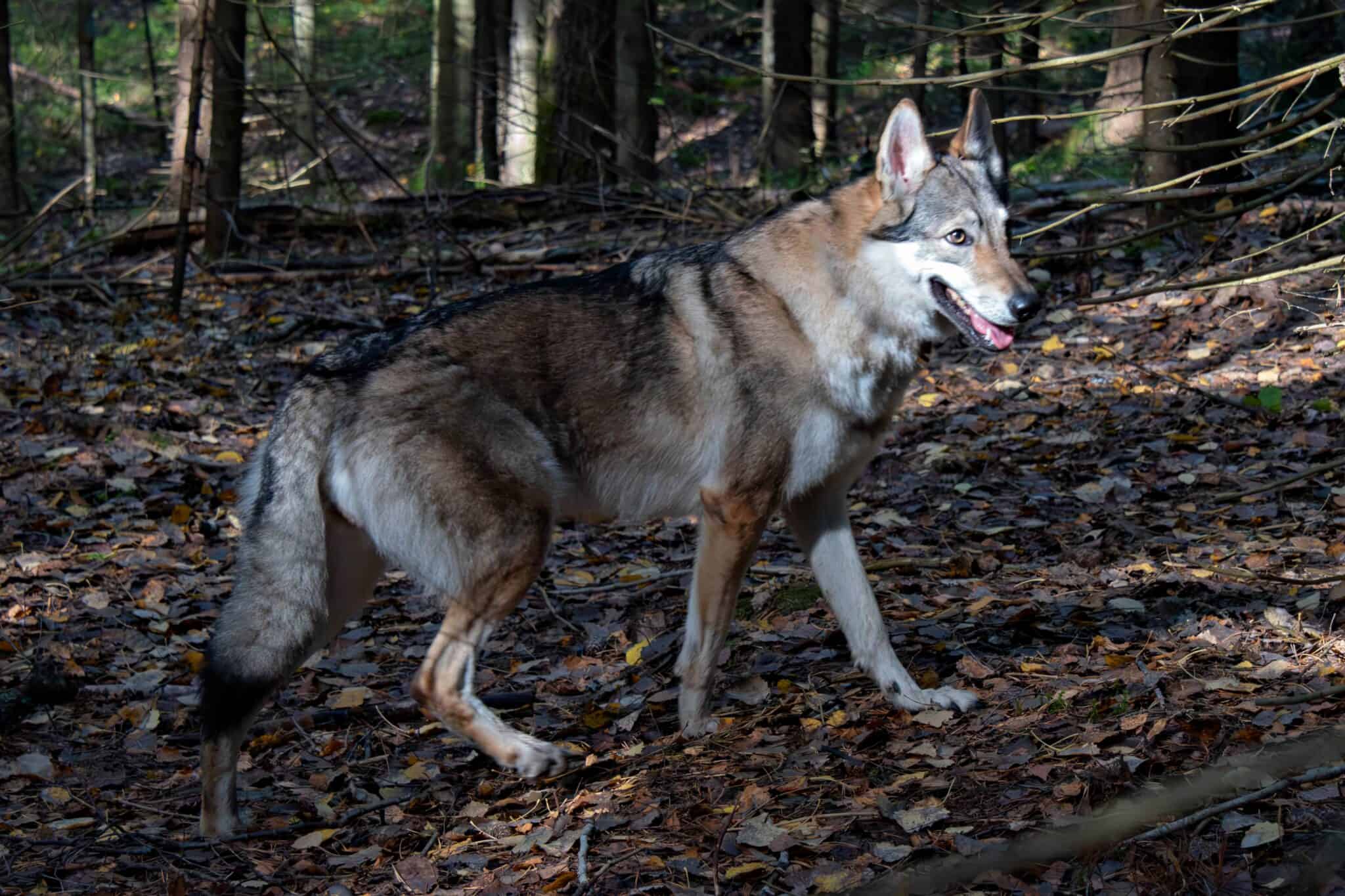 18 of the World's Largest Wolves and Where to Find them - Animals ...