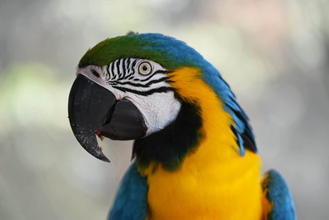 Innovations in Wildlife Protection: Tools and Strategies - Animals ...