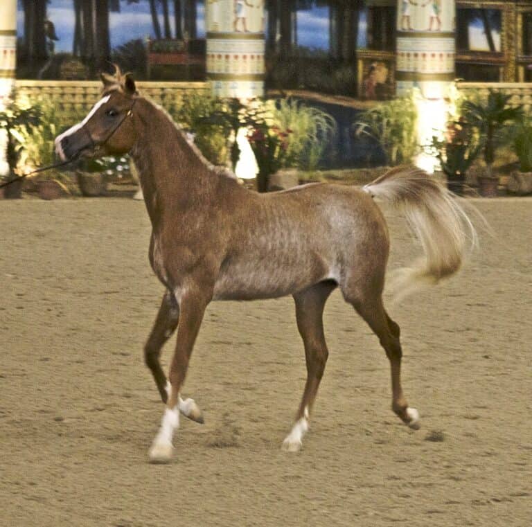 11 Unique Horse Colors And Patterns That Will Take Your Breath Away ...