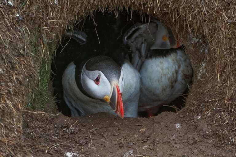 Where to See Puffins Nesting in the United States