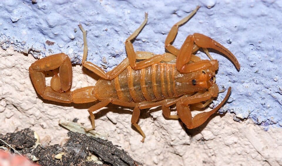 This Desert Glows With Scorpions - Animals Around The Globe