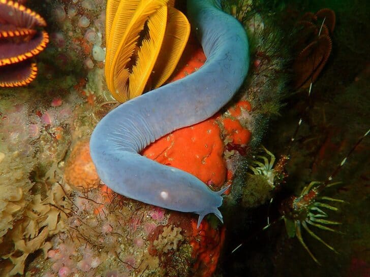12 Of The Ugliest Animals You've Ever Laid Eyes On In No Particular ...