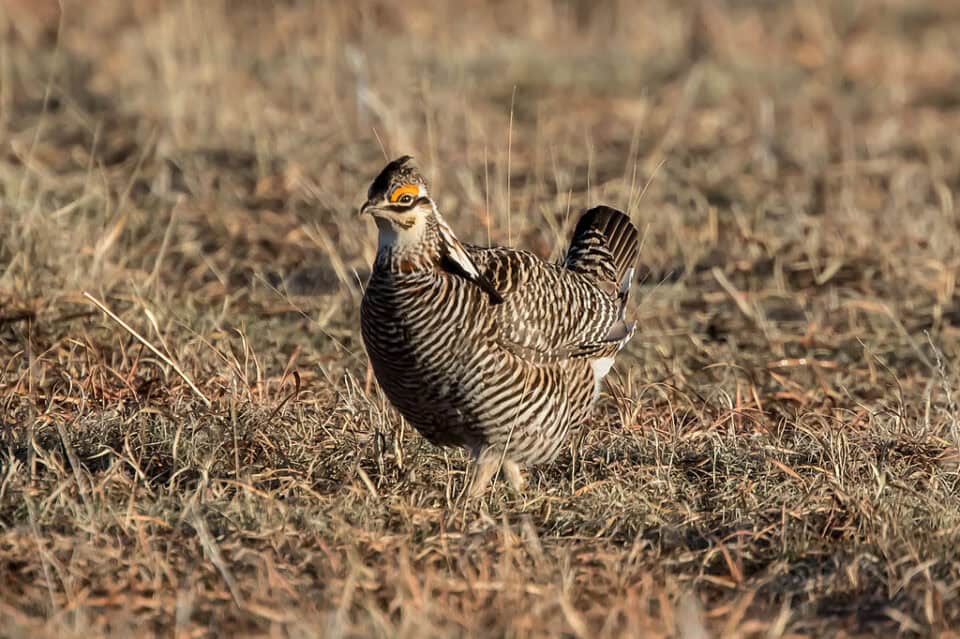 Top 10 Animals and Wildlife in Nebraska - Animals Around The Globe