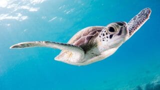 How the Sea Turtle Moves Slowly But Steadily Across the Ocean - Animals ...
