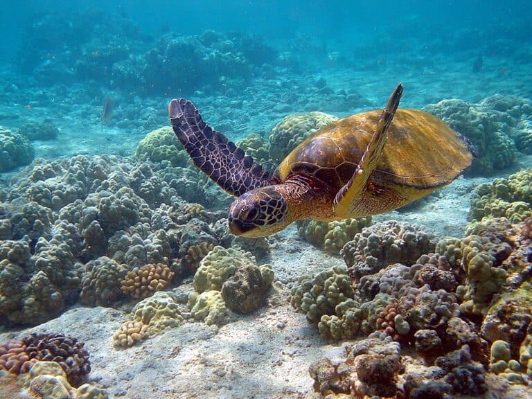 How the Sea Turtle Moves Slowly But Steadily Across the Ocean - Animals ...