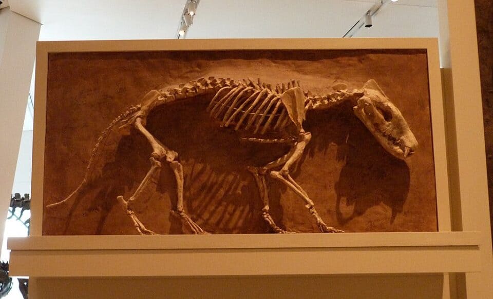 The Extinct Hyaenodon Is A Giant Predator of Prehistoric Times ...