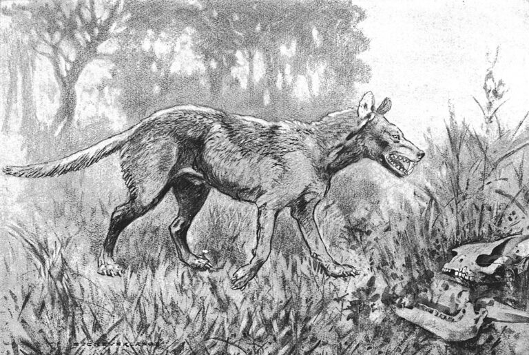 The Extinct Hyaenodon Is A Giant Predator of Prehistoric Times ...