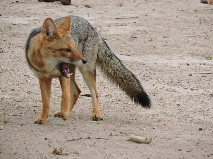 15 Animals and Wildlife that Start with Z - Animals Around The Globe