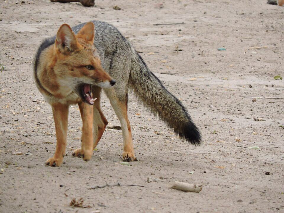 15 Animals and Wildlife that Start with Z - Animals Around The Globe