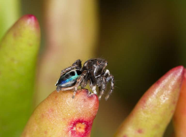 20 Rare Spider Species and Their Unique Traits - Animals Around The Globe