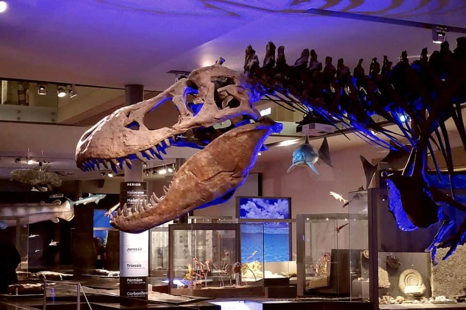 The Tyrannosaurus Rex Known as The King of the Dinosaurs - Animals ...