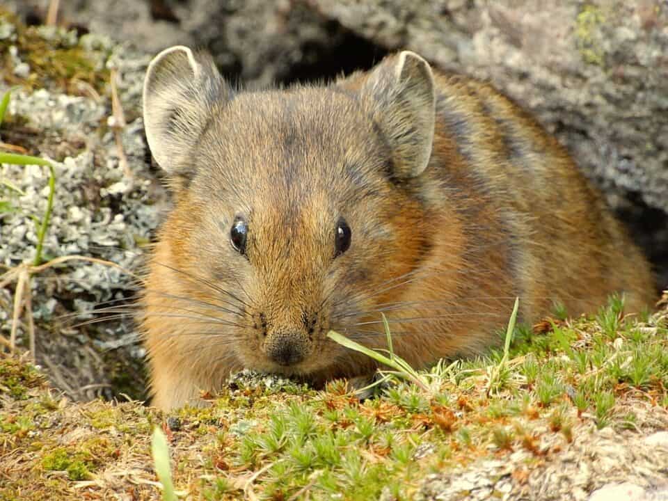 13 Cool Animals You Can See in Washington State - Animals Around The Globe