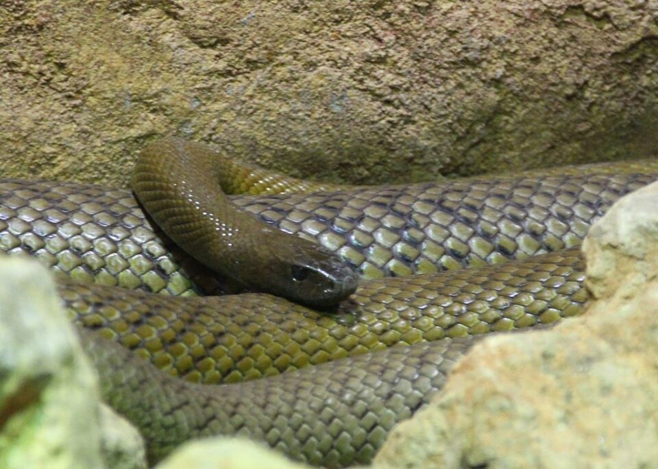 25 Most Venomous Snakes You Should Avoid - Animals Around The Globe