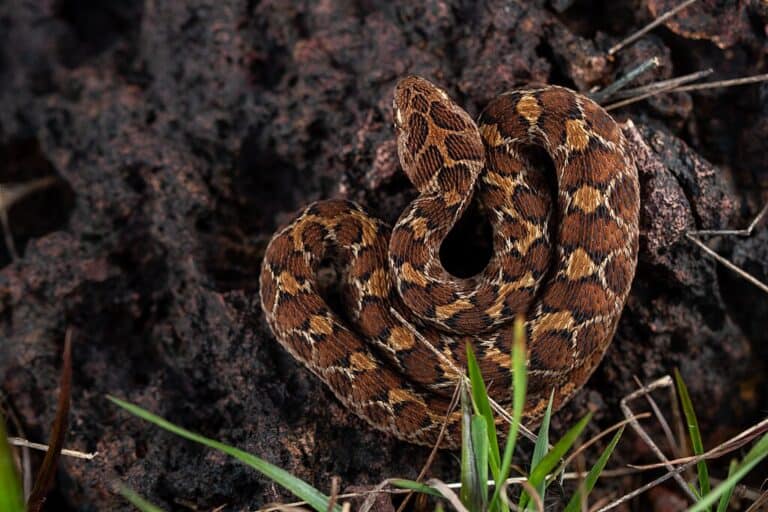 15 Most Venomous Snakes in the World Ranked - Animals Around The Globe