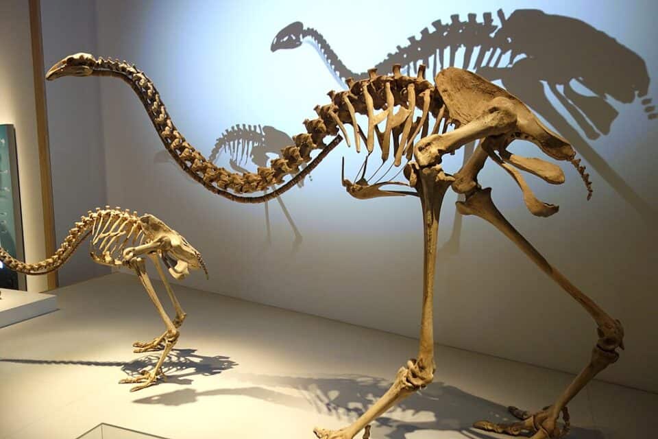 The Lost Giants of New Zealand: Exploring the Moa and Haast’s Eagle ...