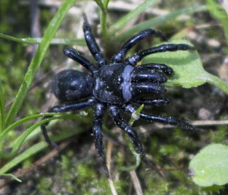 20 Rare Spider Species and Their Unique Traits - Animals Around The Globe