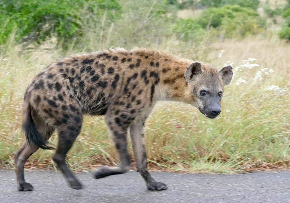 14 Animals With the Strongest Bite - Animals Around The Globe