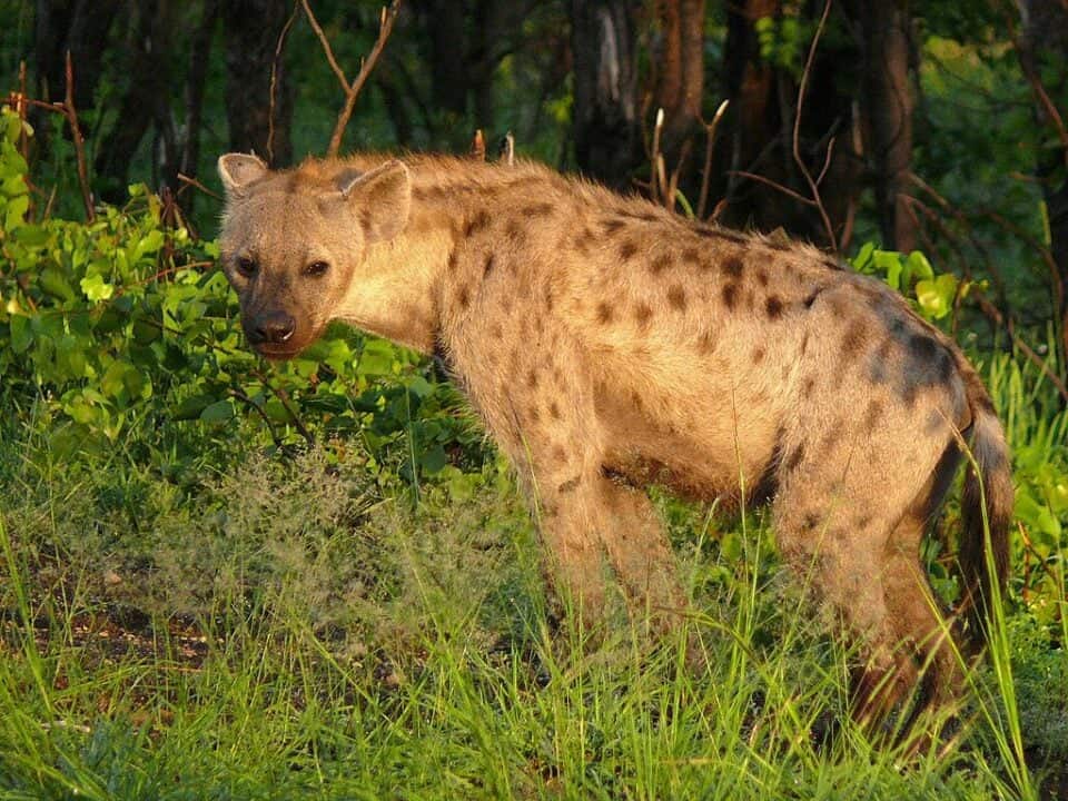 The Scavenger’s Strength: Why Hyenas Can Be Deadly