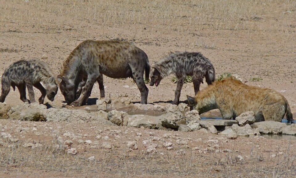 The Truth About Hyena Intelligence and Social Power