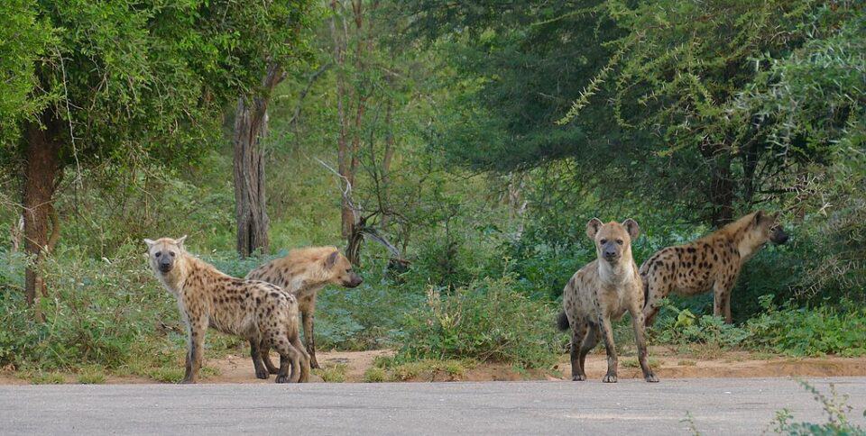 Hyenas Can Crush Bones With Their Jaws, and It Gives Them a Major ...