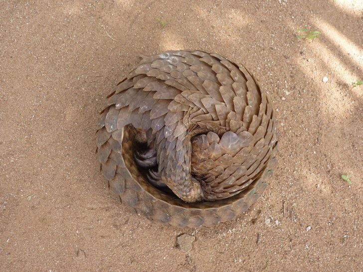 Why Pangolins Are the Most Trafficked Mammals on Earth - Animals Around ...