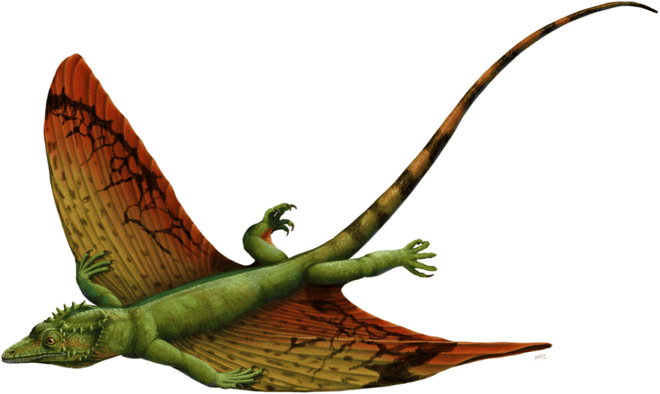 The Evolution of the Flying Reptiles: Pterosaurs of the Mesozoic Era ...