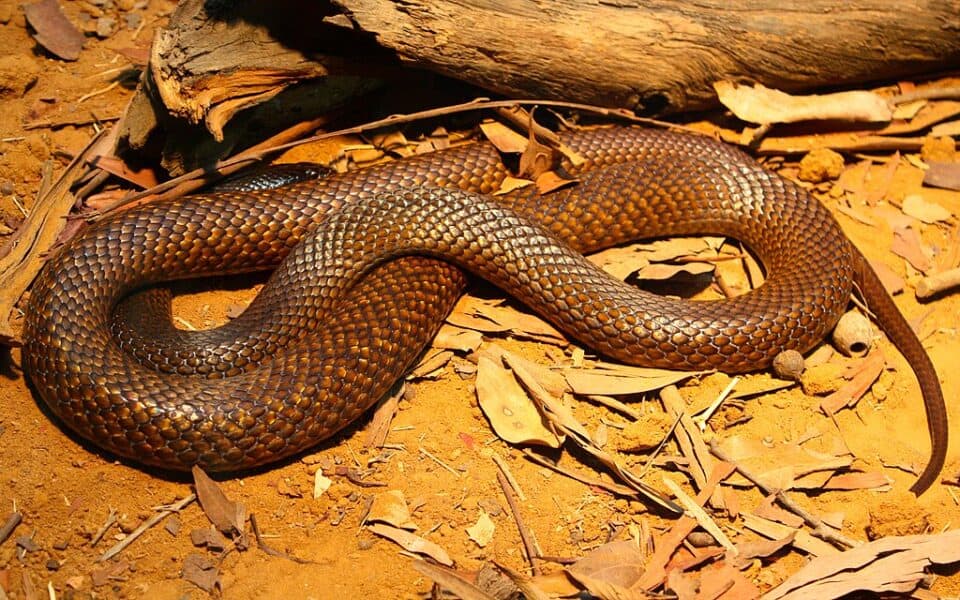 25 Most Venomous Snakes You Should Avoid - Animals Around The Globe