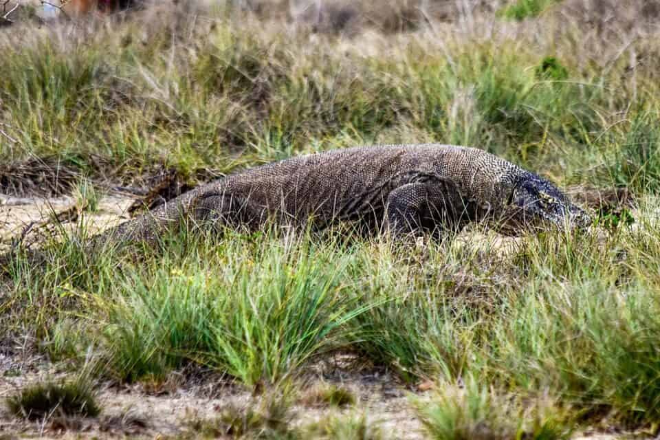 10 Things Komodo Dragons Need in the Wild And 4 They Avoid at All Costs ...