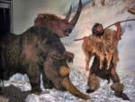 The Rise and Fall of the Woolly Rhinoceros - Animals Around The Globe