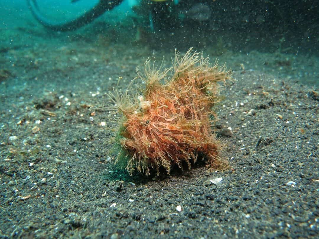 The Deepest-Dwelling Sea Creatures Ever Discovered - Animals Around The ...