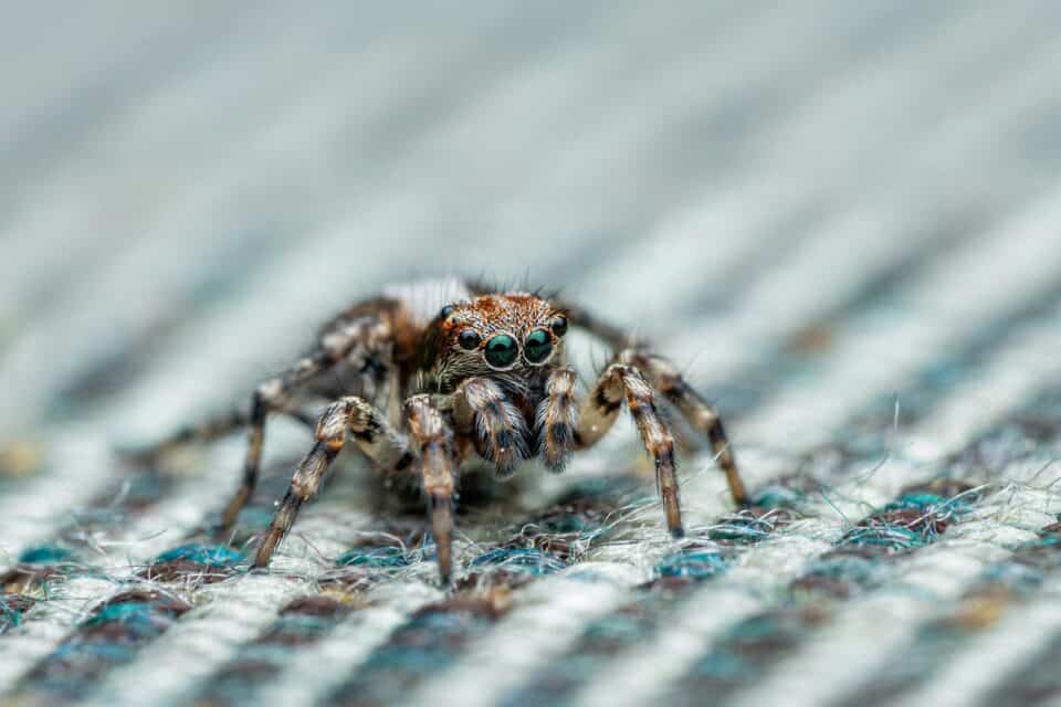 25 Stunning Facts About Jumping Spiders