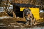 18 Dogs Bred to Protect Against Wild Predators