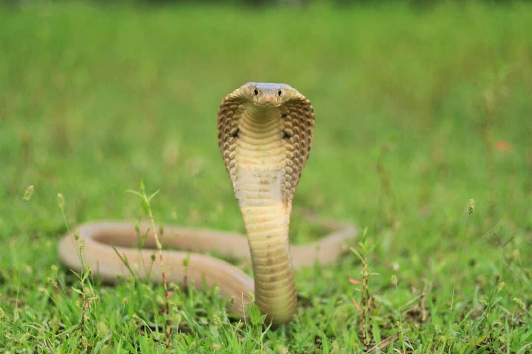 14 Animals That Can Go for Months Without Food - Animals Around The Globe