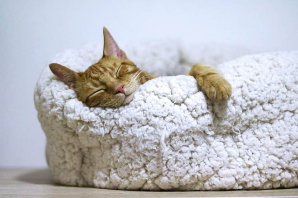 20 Reasons Why Cats Are the Perfect Pets - Animals Around The Globe