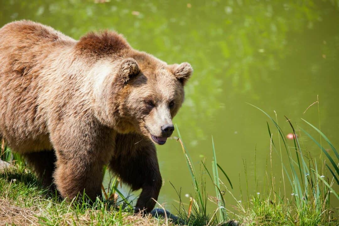 12 Largest Land Animals Roaming the Planet Today - Animals Around The Globe
