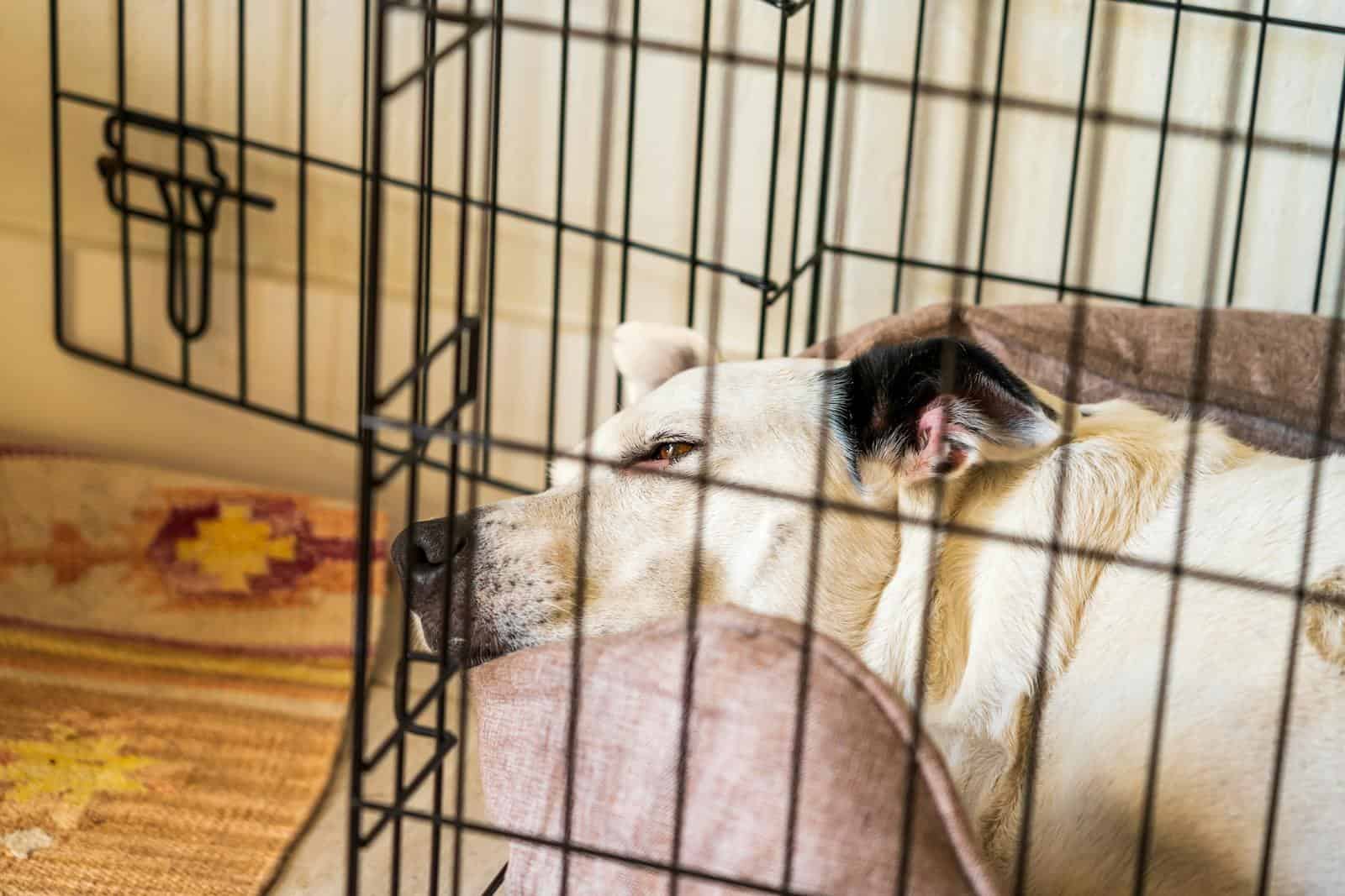 Do Pets Really Dream? Science Explains - Animals Around The Globe