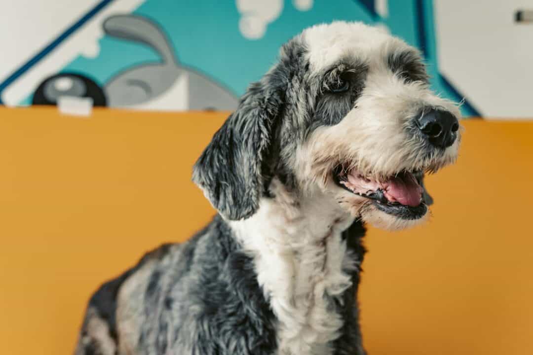 20 Best Working Dogs for Farm and Livestock Protection