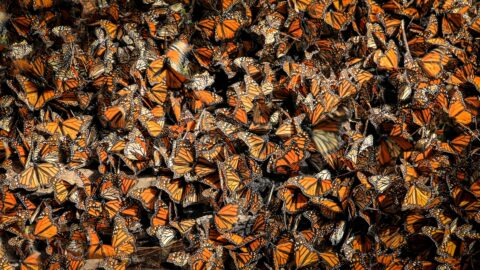 The Role of Wind in Animal Displacement and Behavior - Animals Around ...