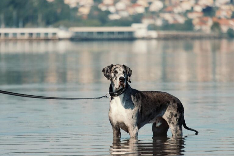 25 Most Loyal and Strongest Dog Breeds - Animals Around The Globe