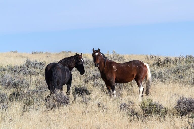 12 Fascinating Facts About Wild Mustangs - Animals Around The Globe