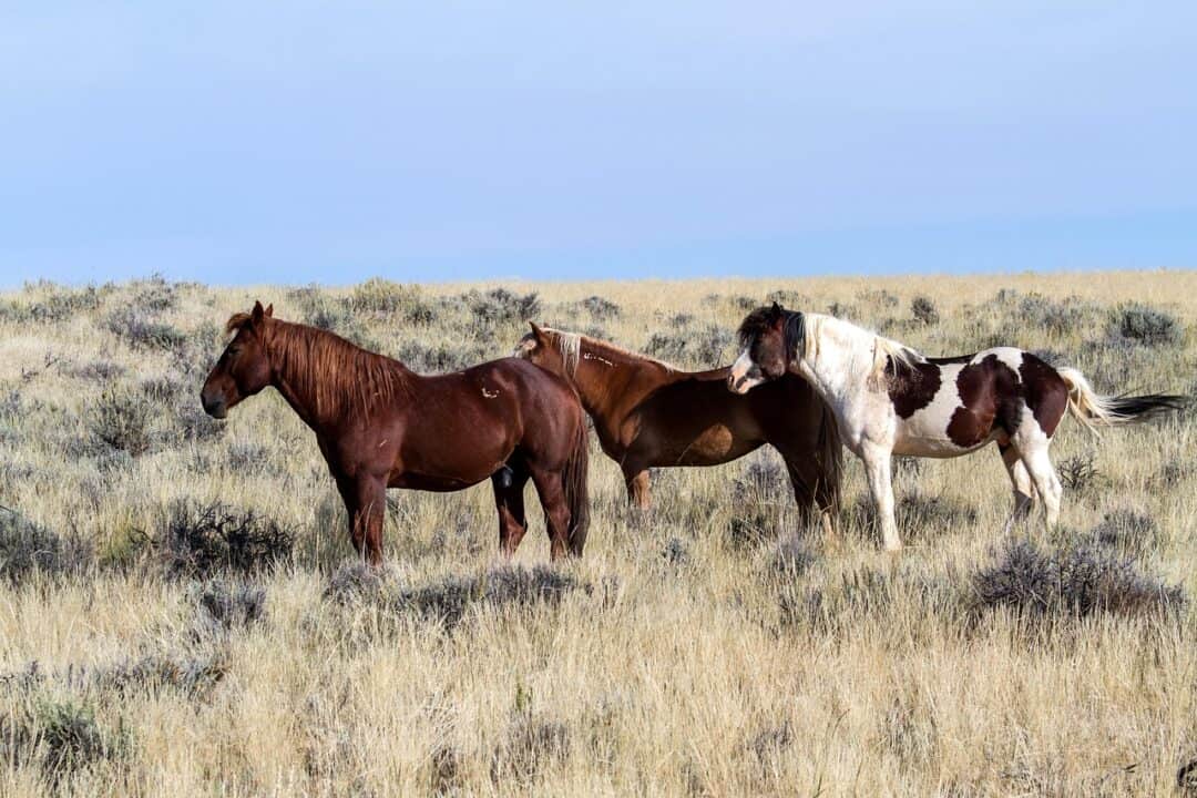 12 Fascinating Facts About Wild Mustangs - Animals Around The Globe