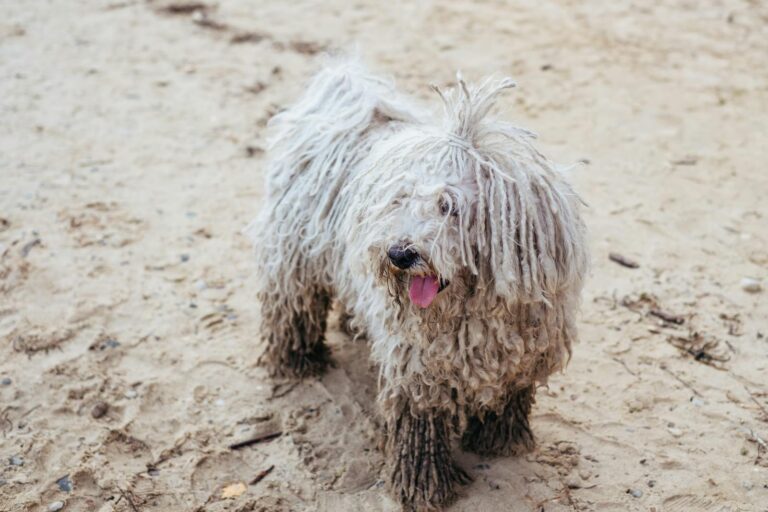 18 Dogs Bred to Protect Against Wild Predators