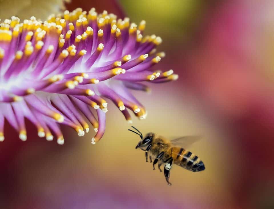 What Happens If Bees Go Extinct Faster Than Expected? - Animals Around ...