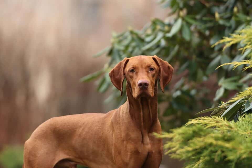 20 Fiercest Guard Dogs in the World