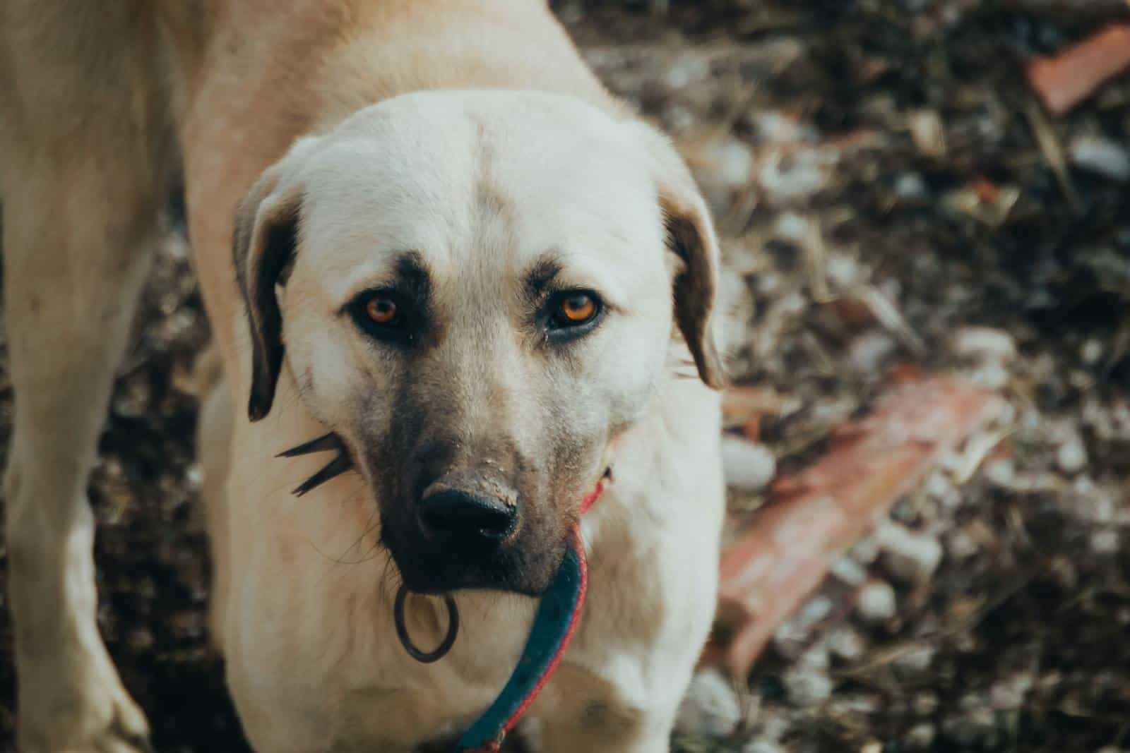15 Dog Breeds with the Strongest Bite Force - Animals Around The Globe