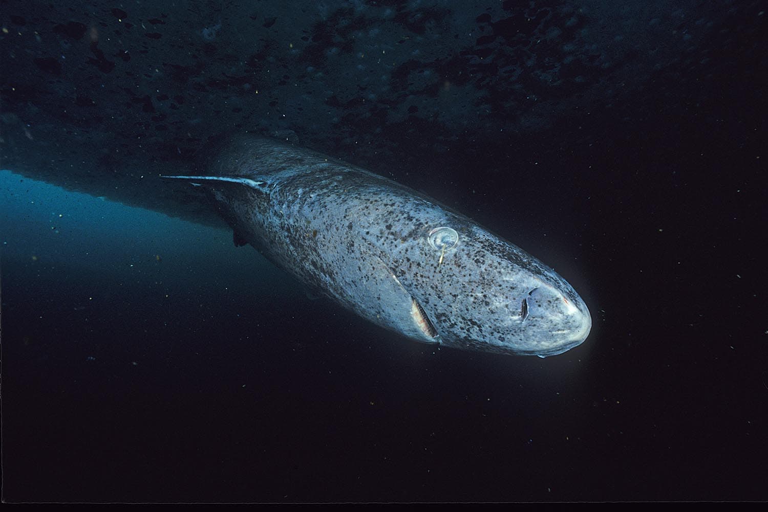 The 13 Longest-Living Animals and How They Defy Aging - Animals Around ...