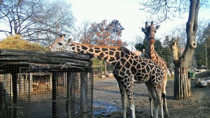 14 Fascinating Facts About Giraffes - Animals Around The Globe