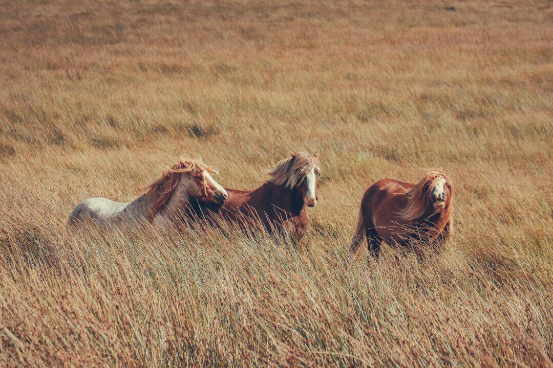 12 Fascinating Facts About Wild Mustangs - Animals Around The Globe